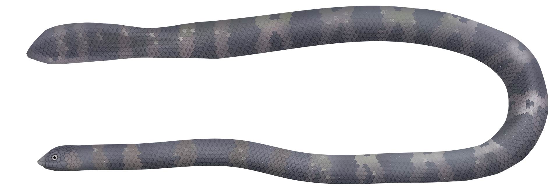 Leaf-scaled Sea Snake - Aipysurus foliosquama | Marinewise