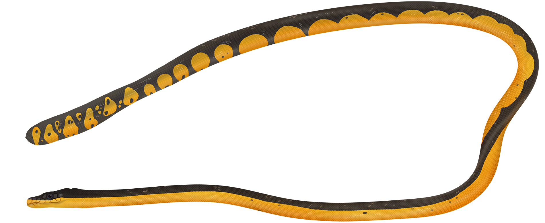 Yellow-bellied Sea Snake - Pelamis platurus | Marinewise