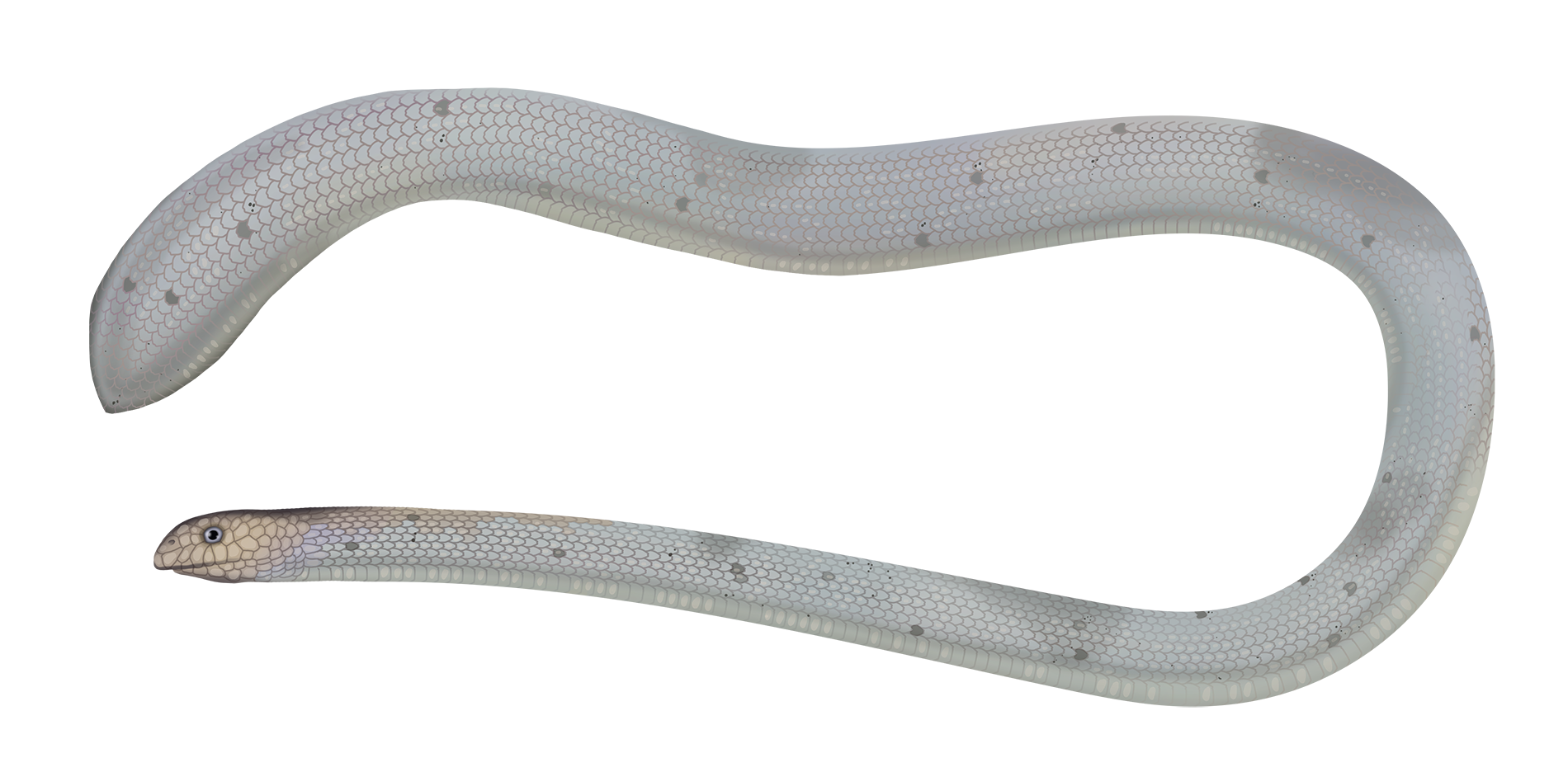 Olive Sea Snake - Aipysurus laevis | Marinewise