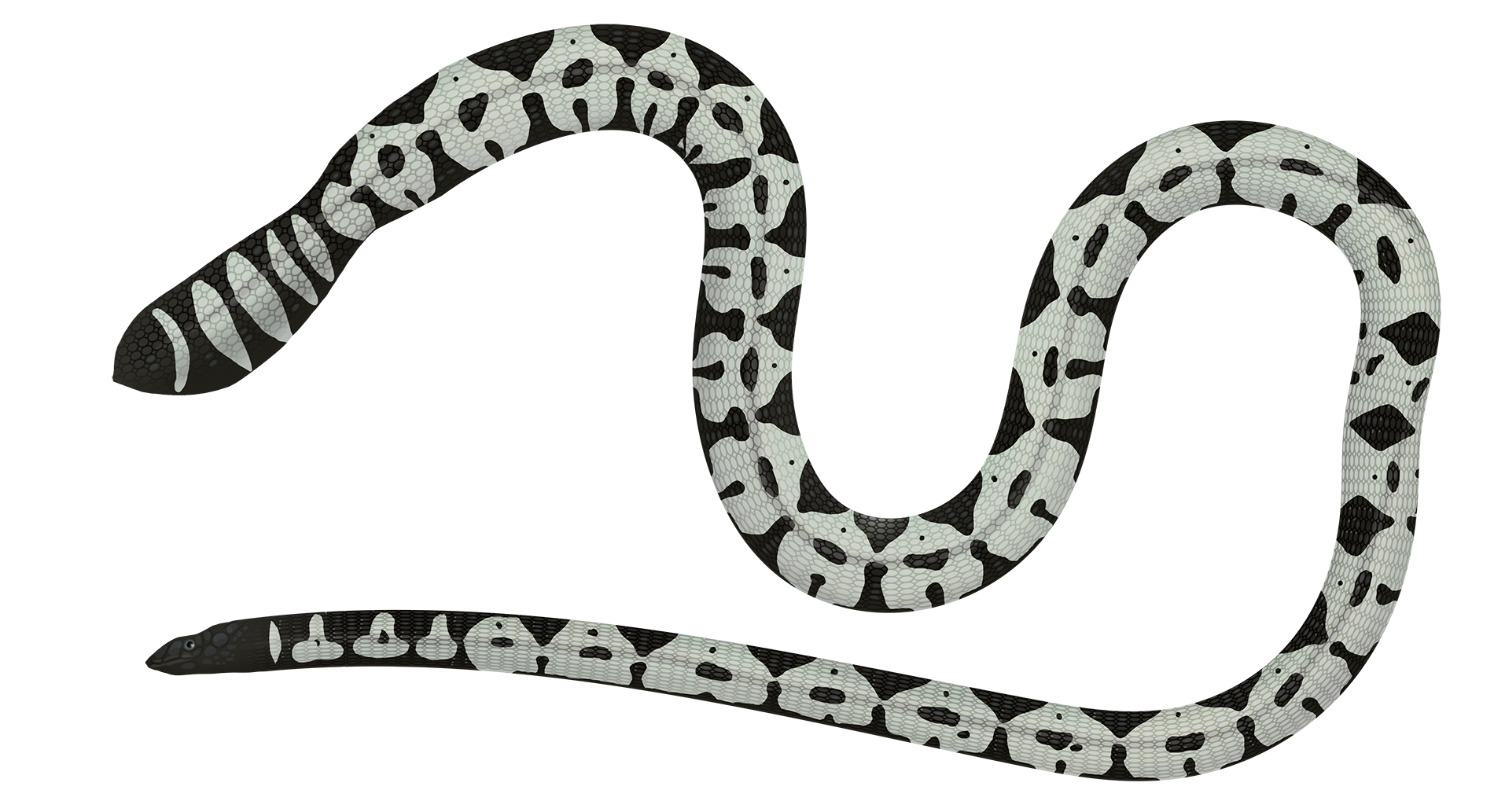 Small-headed Sea Snake - Hydrophis macdowelli | Marinewise