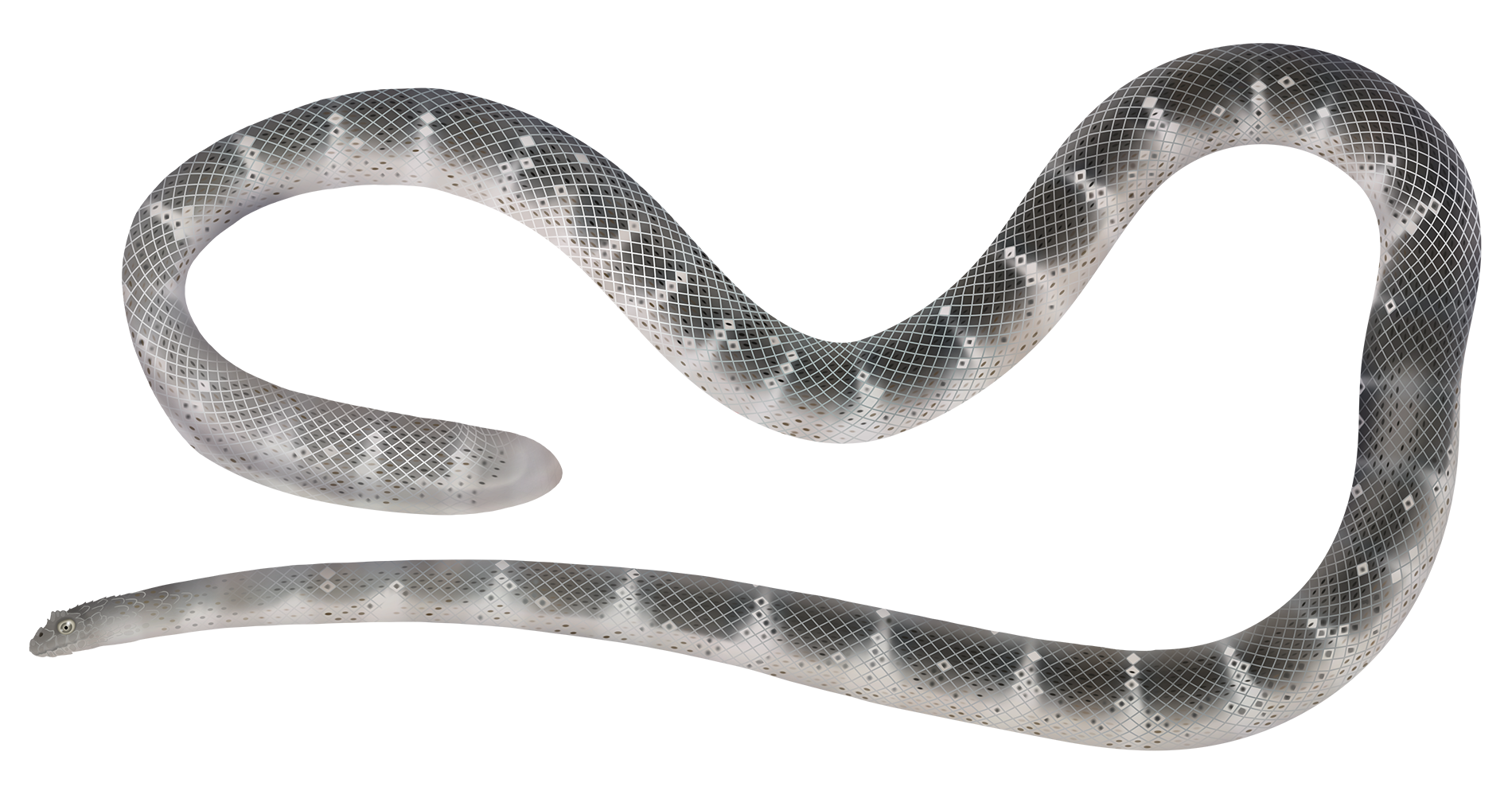 Horned Sea Snake - Hydrophis peronii | Marinewise