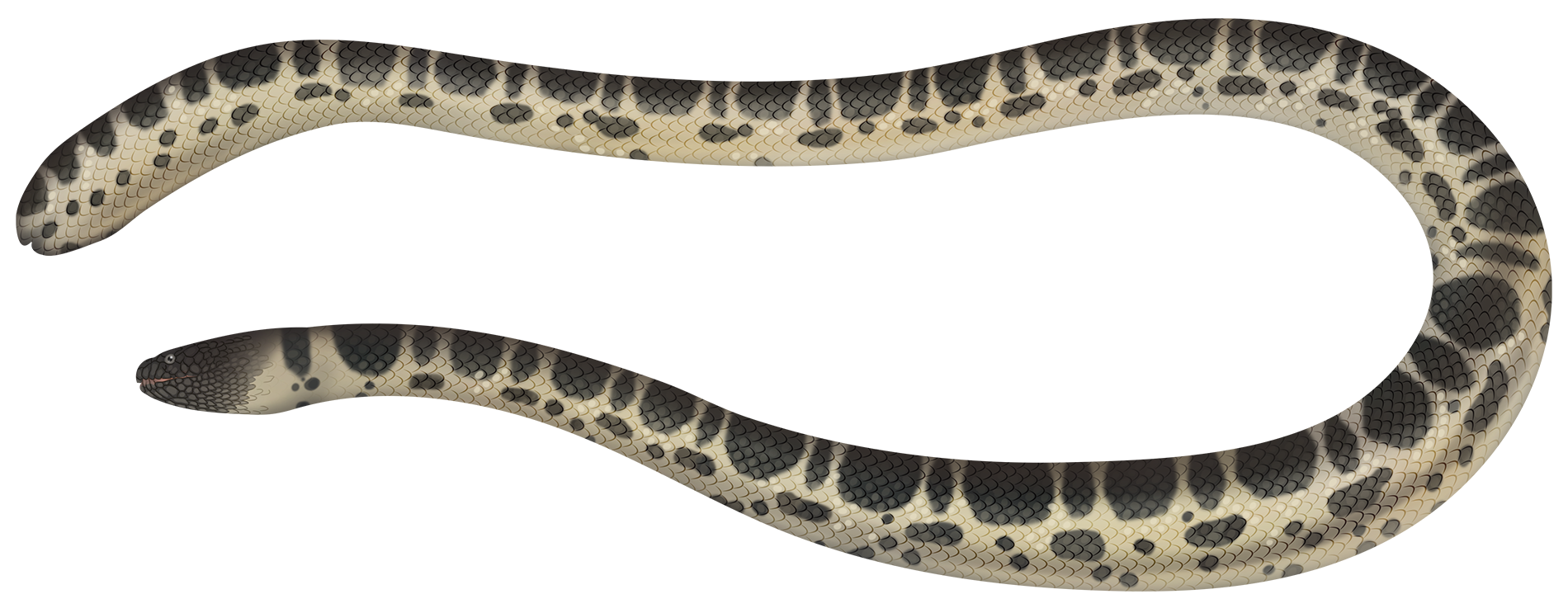 Stokes’ Sea Snake - Hydrophis stokesii | Marinewise