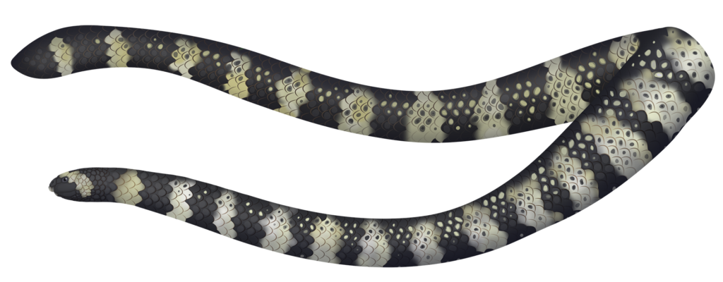 Turtle-headed Sea Snake - Emydocephalus annulatus | Marinewise