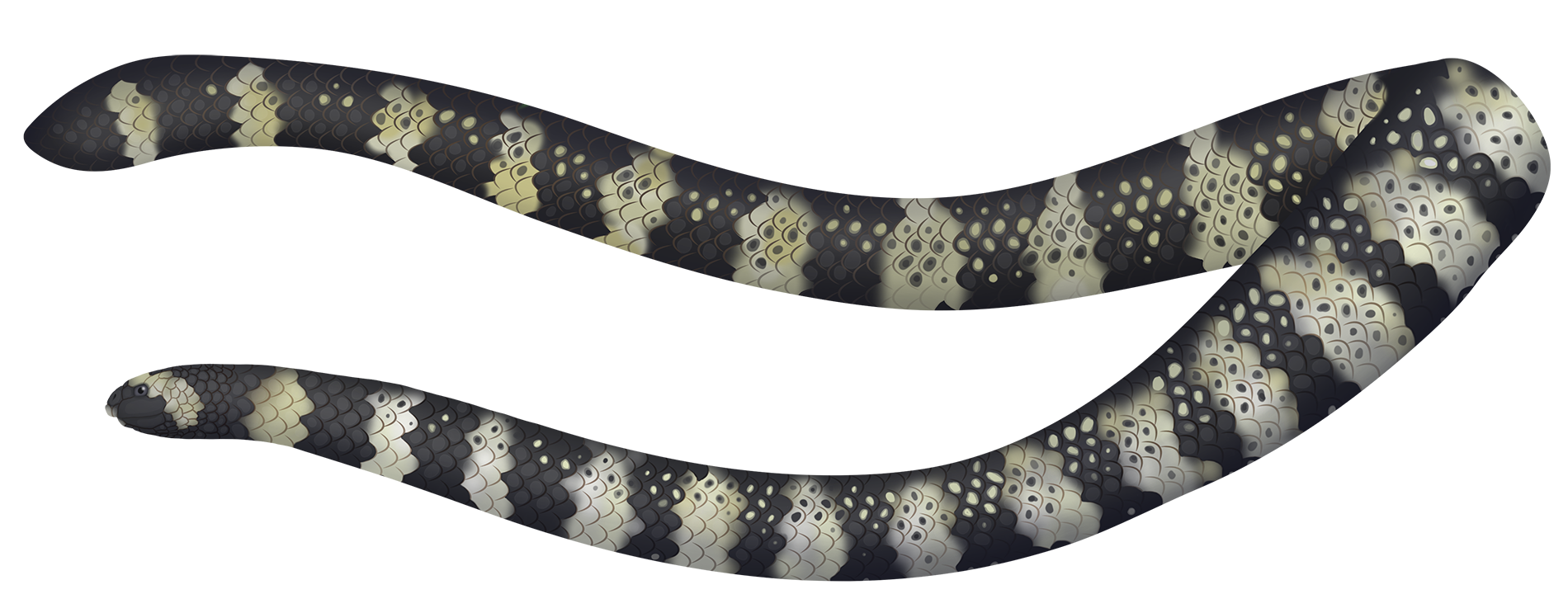 Turtle-headed Sea Snake - Emydocephalus annulatus | Marinewise