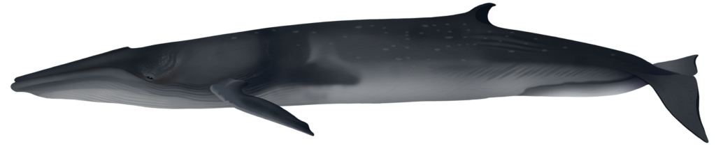 Omura's Whale - Balaenoptera Omurai | Marinewise