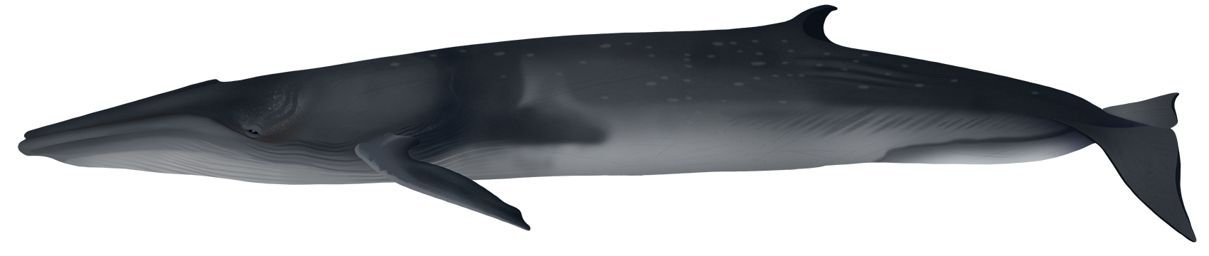 Omura's Whale - Balaenoptera Omurai | Marinewise