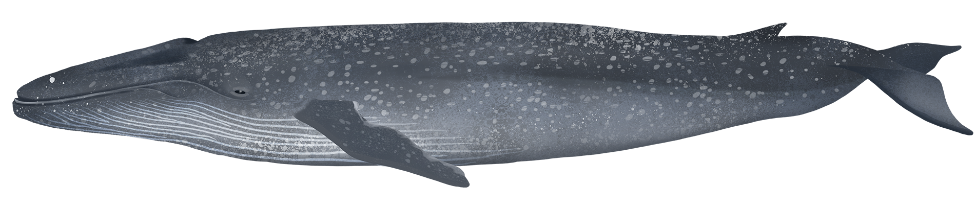 Blue Whale - Balaenoptera Musculus | Marinewise