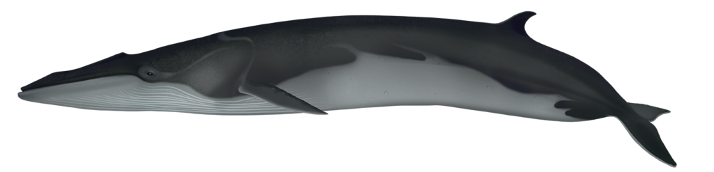 Fin Whale - Balaenoptera Physalus | Marinewise