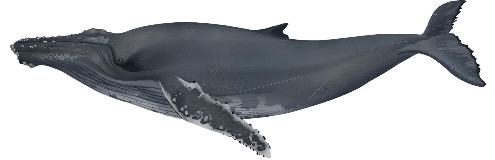 Humpback Whale - Megaptera Novaeangliae | Marinewise