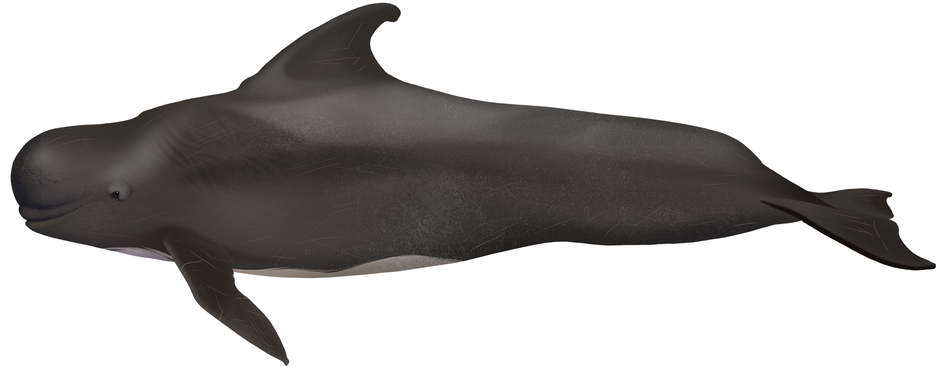 Short-finned Pilot Whale - Globicephala Macrorhynchus | Marinewise