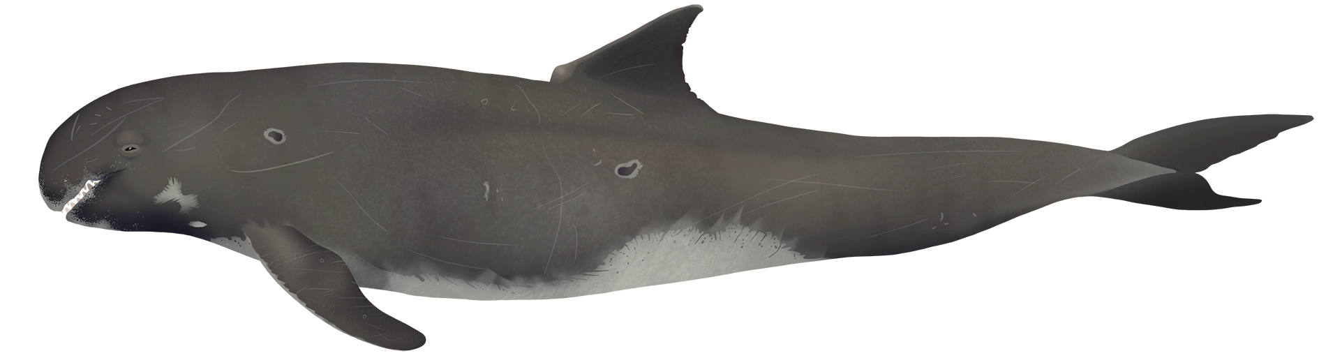 Pygmy Killer Whale - Feresa Attenuata | Marinewise