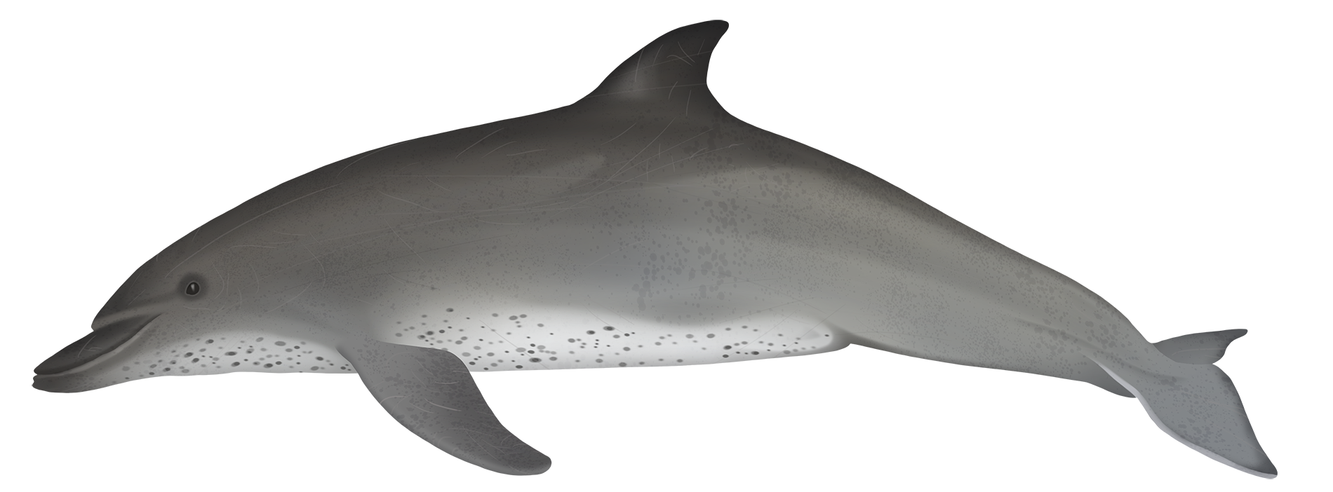 Indo-Pacific Bottlenose Dolphin - Tursiops Aduncus | Marinewise