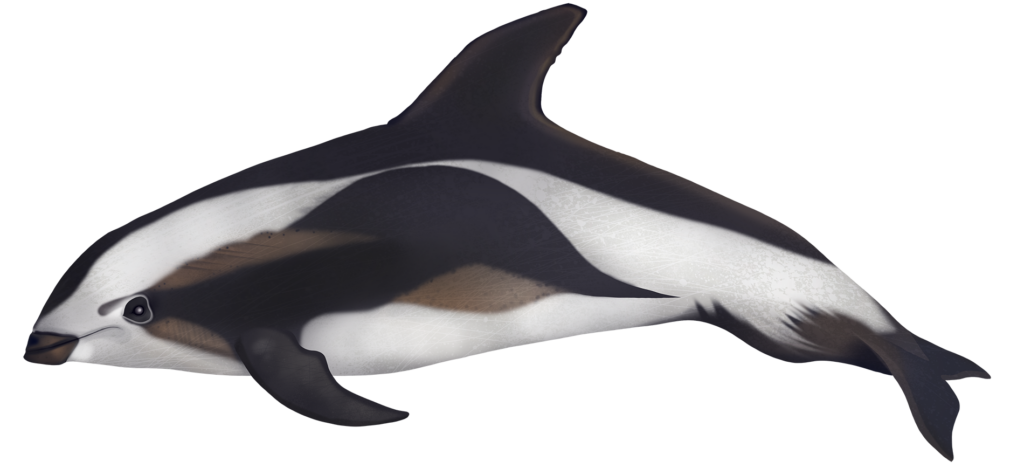Hourglass Dolphin - Lagenorhynchus cruciger | Marinewise