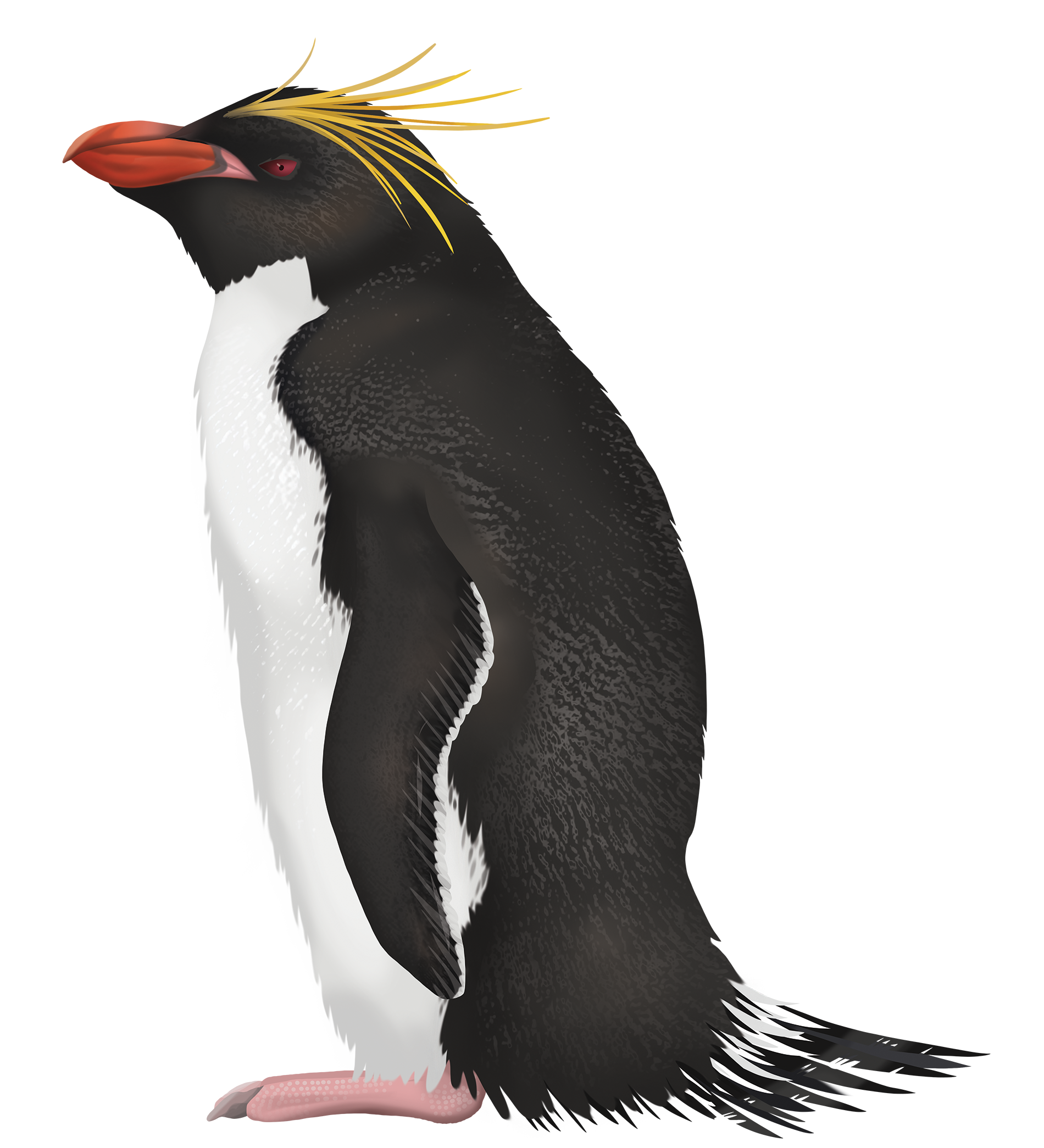 Macaroni Penguin - Eudyptes Chrysolophus | Marinewise
