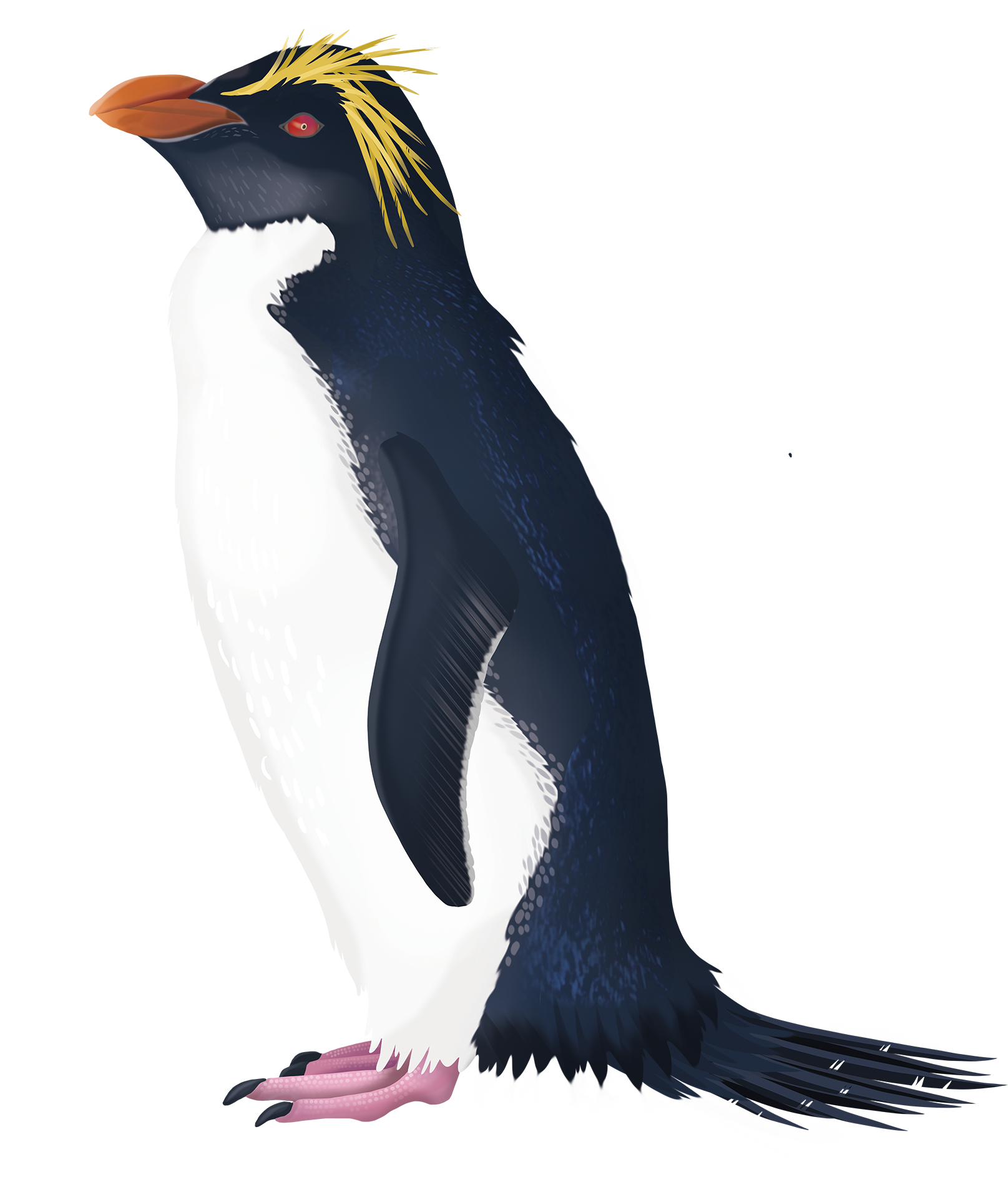 Eastern Rockhopper Penguin - Eudyptes Chrysocome Filholi | Marinewise