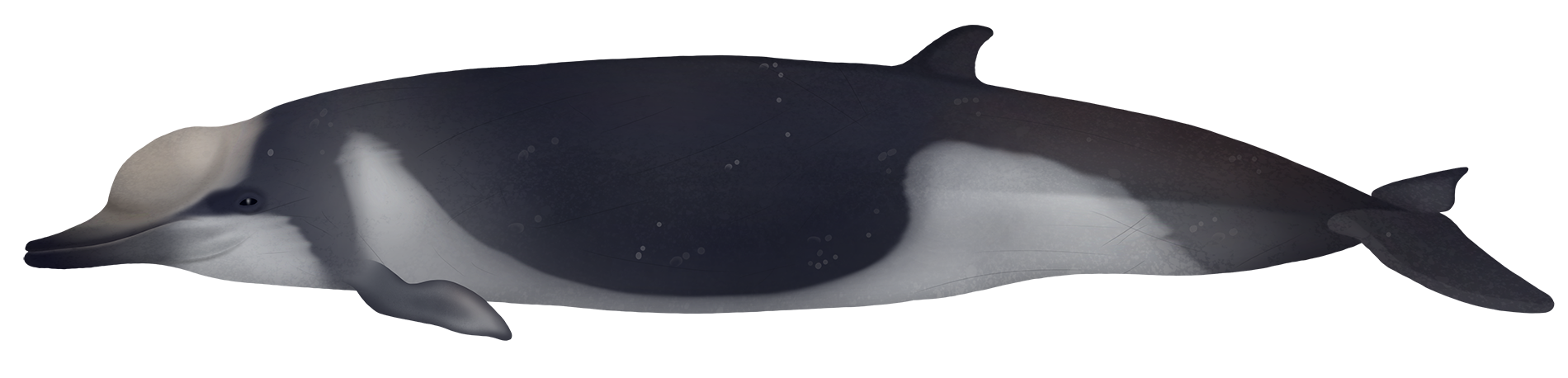 Shepherd's Beaked Whale - Tasmacetus Shepherdi | Marinewise