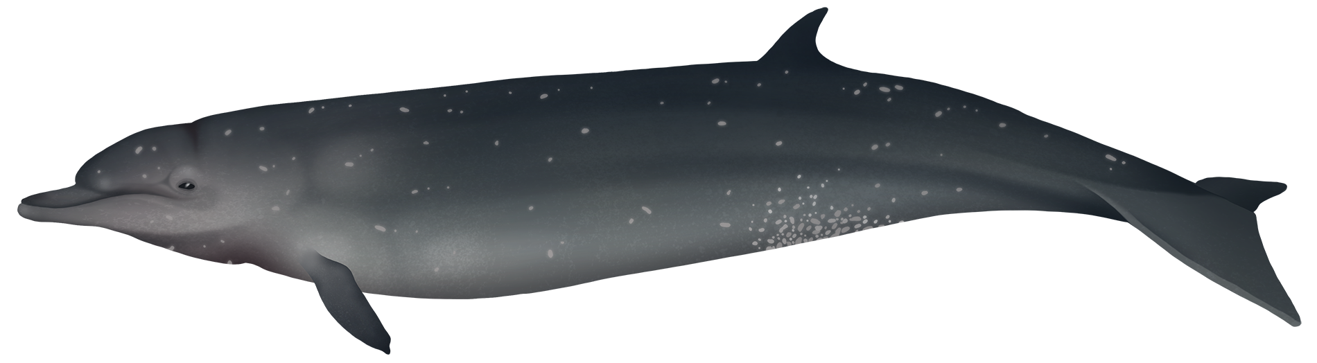 Longman's Beaked Whale - Indopacetus Pacificus | Marinewise