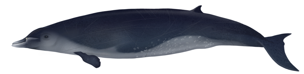 Ginkgo-toothed Beaked Whale - Mesoplodon Ginkgodens | Marinewise