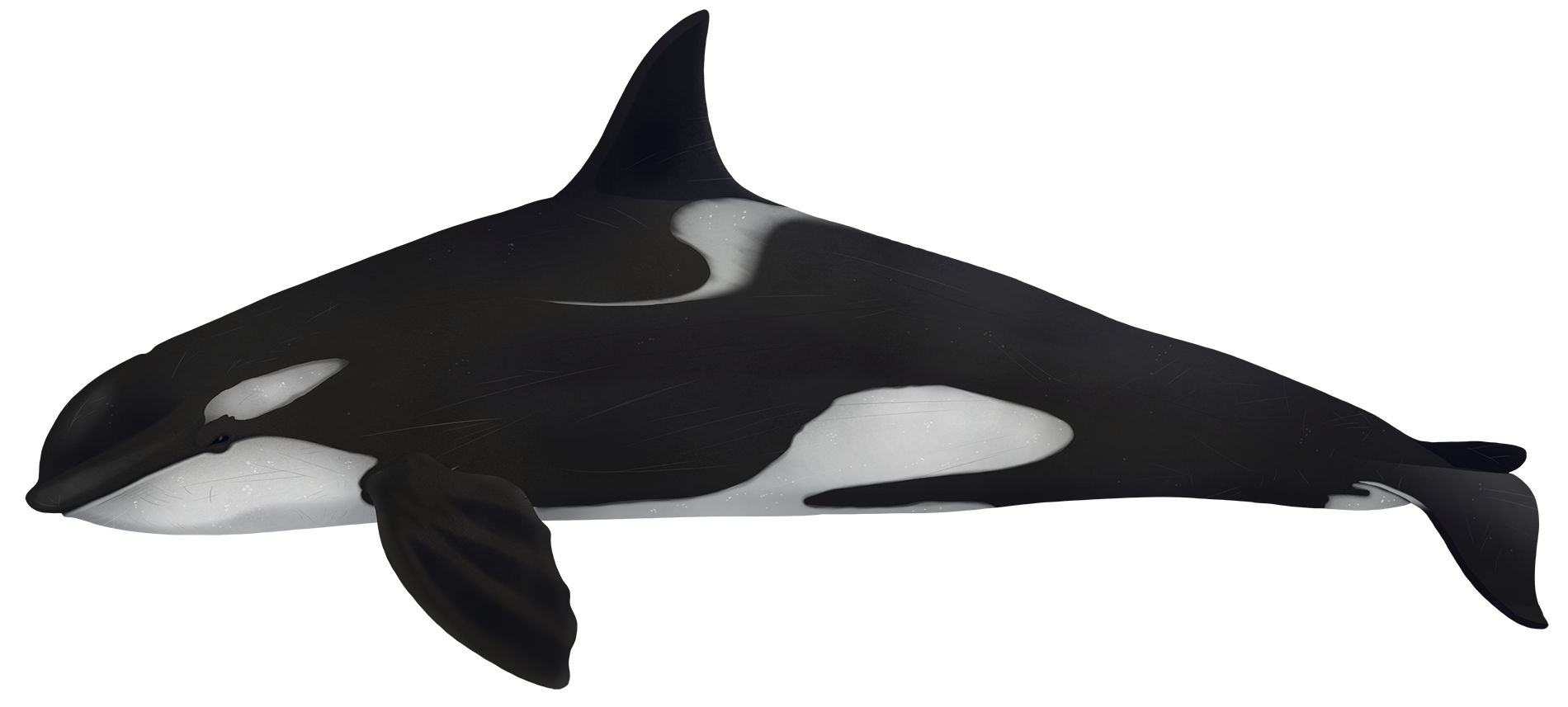 Killer Whale - Orcinus Orca | Marinewise