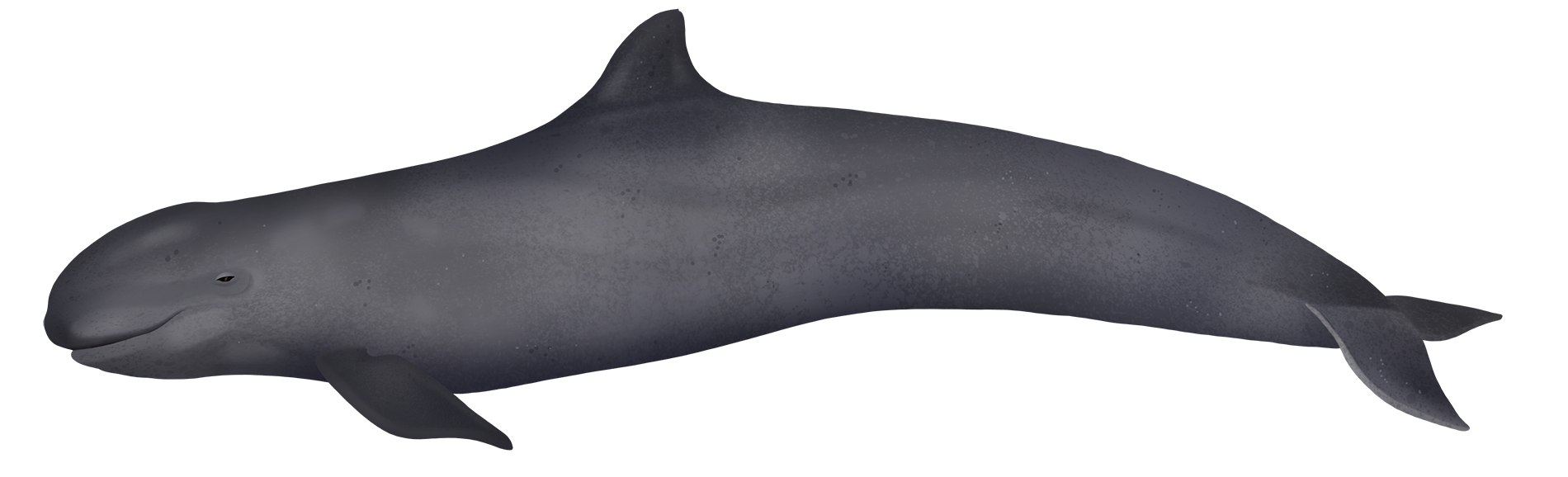 False Killer Whale - Pseudorca Crassidens | Marinewise