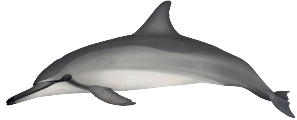Spinner Dolphin - Stenella Longirostris | Marinewise