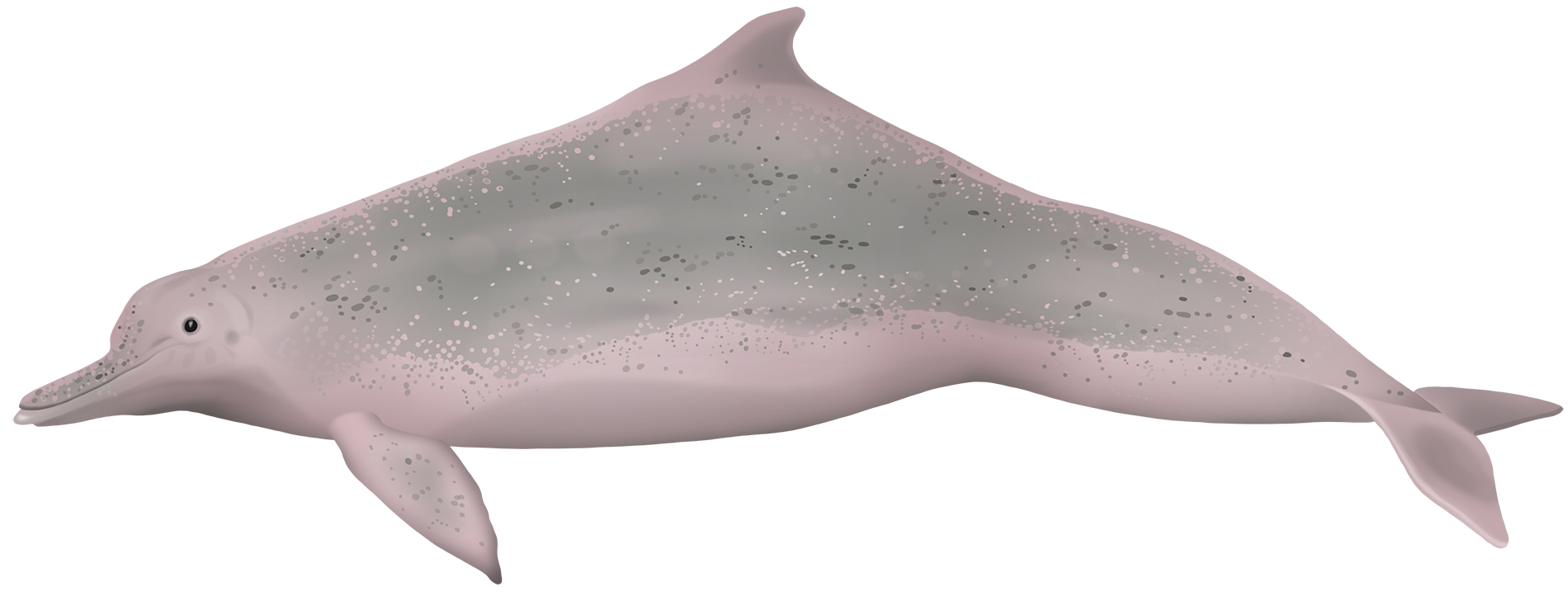 Australian Humpback Dolphin - Sousa Sahulensis | Marinewise