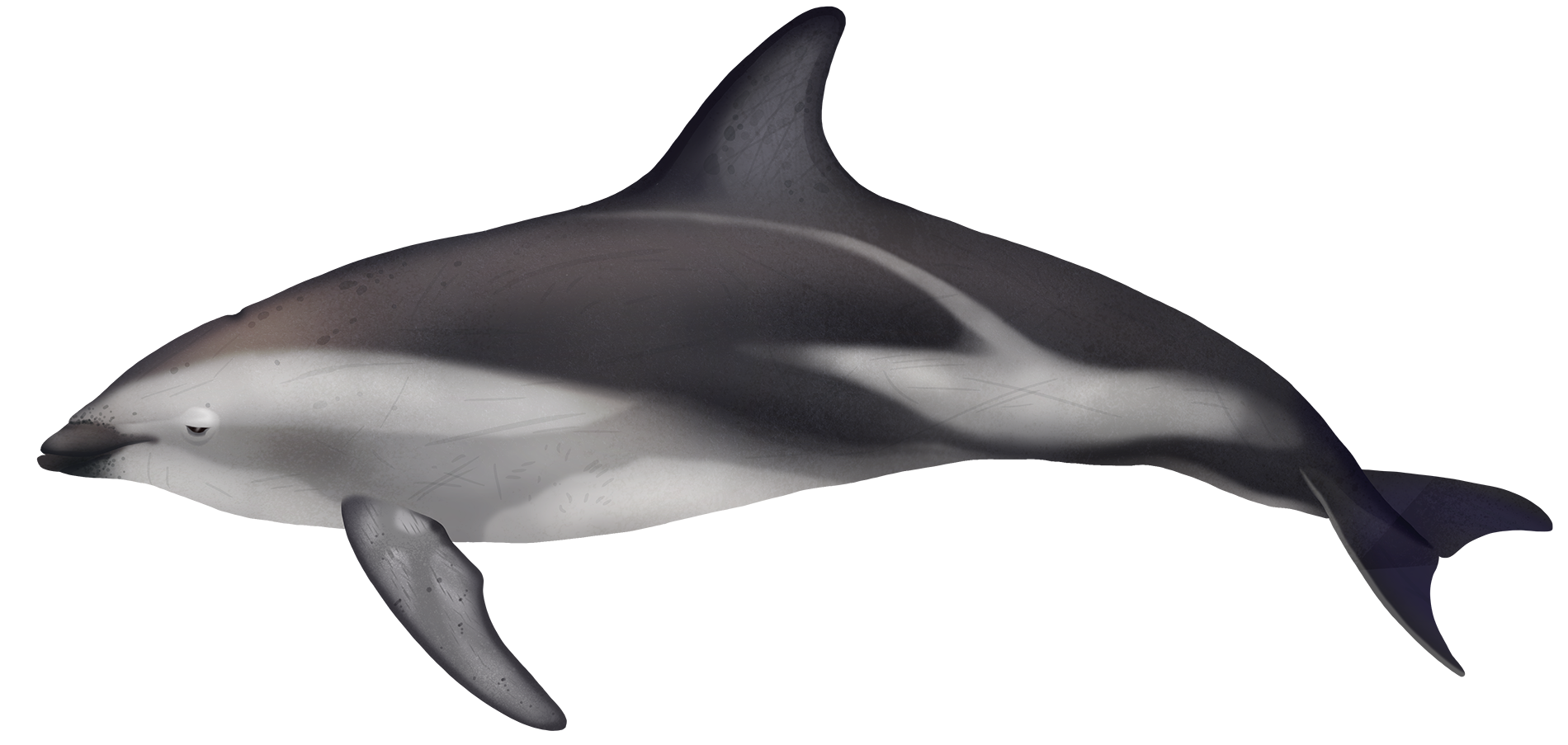 Dusky Dolphin - Lagenorhynchus Obscurus | Marinewise