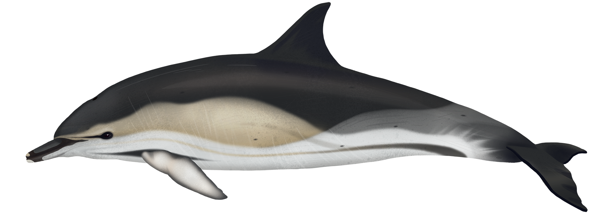 Short-beaked Common Dolphin - Delphinus Delphis | Marinewise