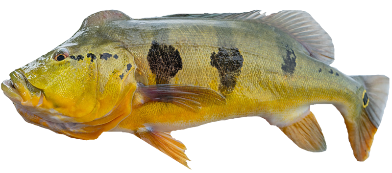 Peacock Bass Fishing in Singapore - Marinewise