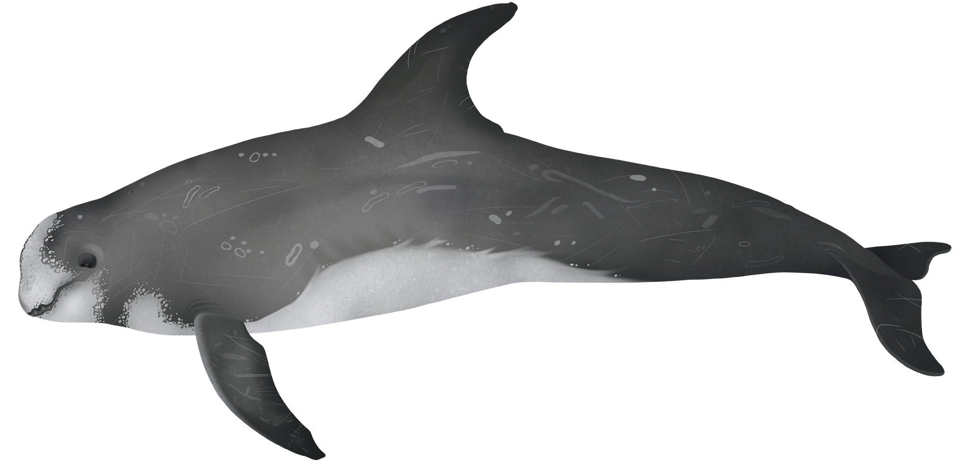 Risso's Dolphin - Grampus Griseus | Marinewise