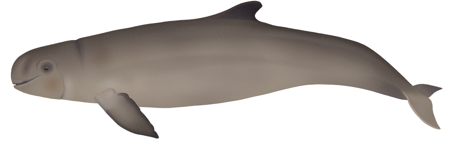 Irrawaddy Dolphin - Orcaella Brevirostris | Marinewise