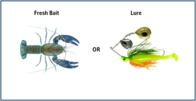Murray Cod Lures and Baits: Catch More Cod With These Winners